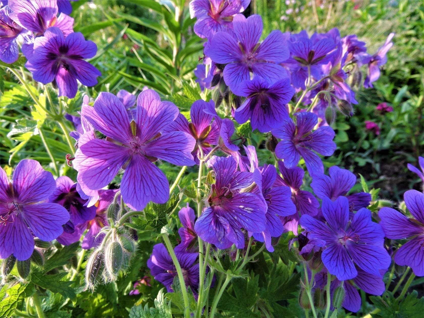герань,герань садовая,герань гималайская,герань грузинская